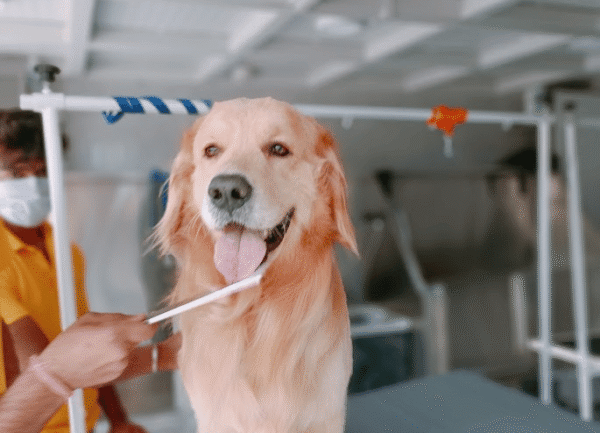Groom Canine | Best Pet Grooming & Spa Services for Dogs